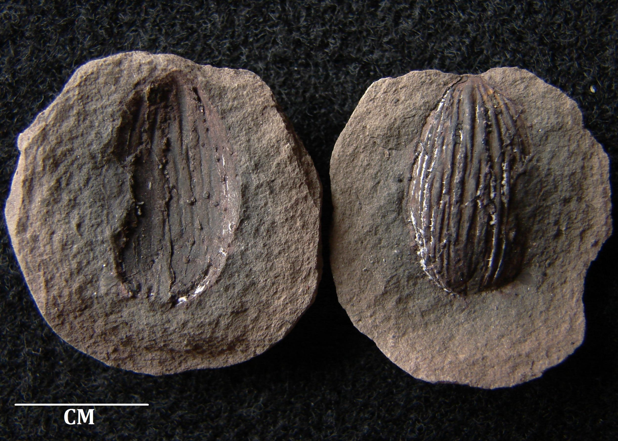 Psyched About A Seed - Fossil Hunting Trips - The Fossil Forum