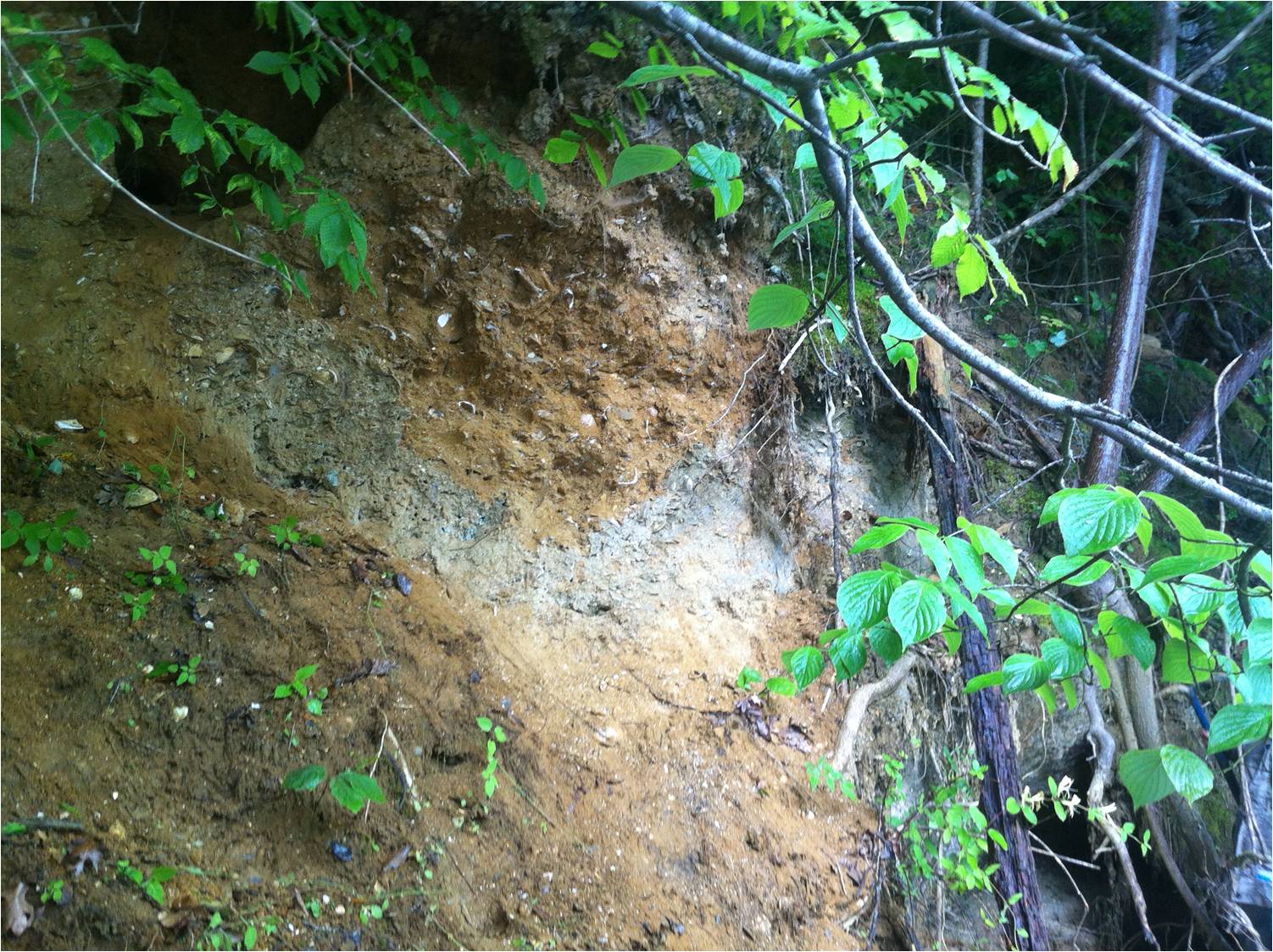 Chowan River Formation Revisited - Southern Comfort - The Fossil Forum
