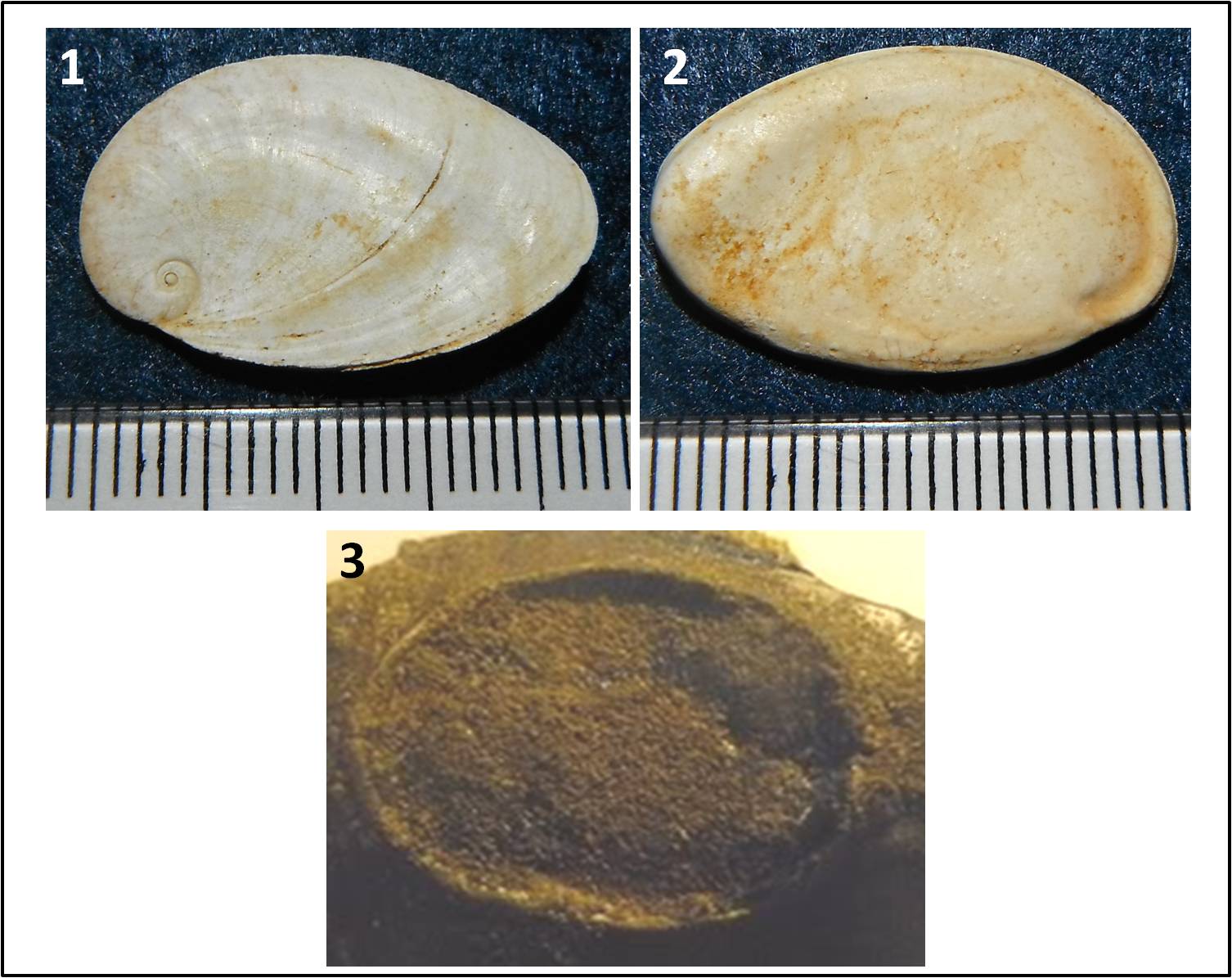 Snail Operculum Preservation? - Questions & Answers - The Fossil Forum