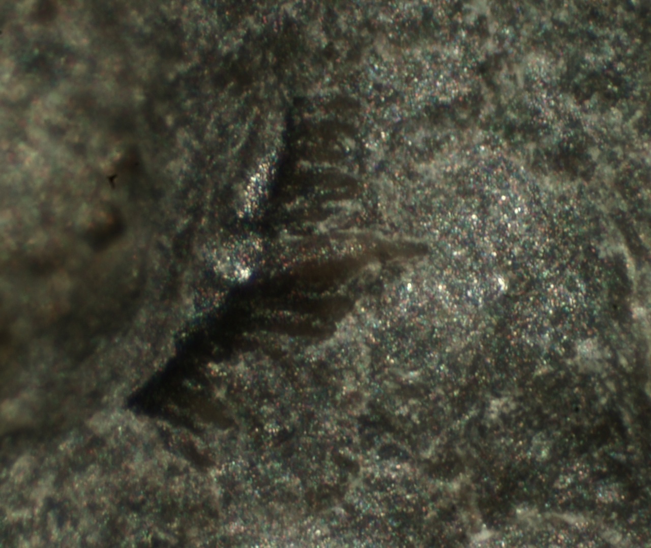 Photographing Micros And Micro Id's - Micro-paleontology - The Fossil Forum