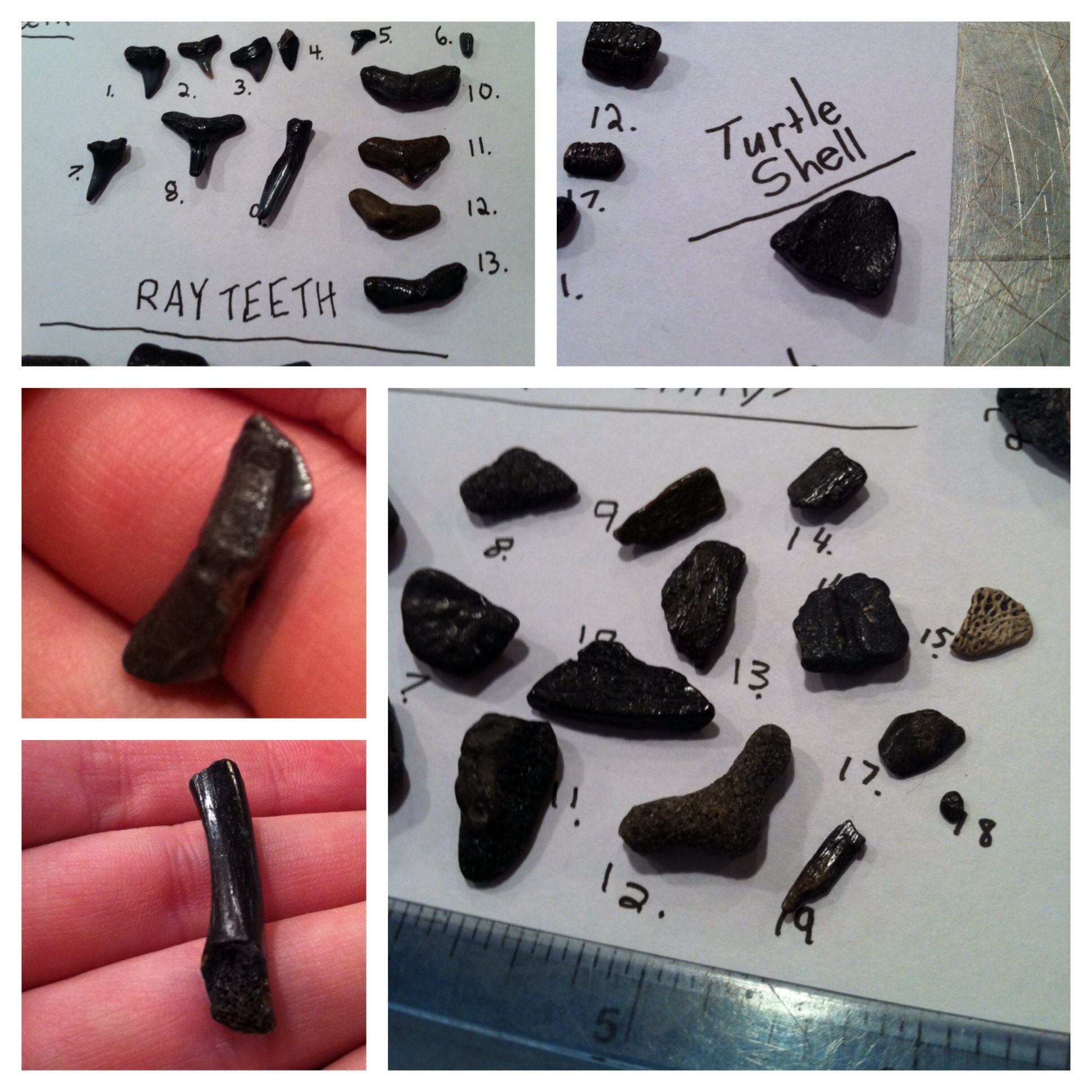 Florida Beach Finds For Identification - Fossil ID - The Fossil Forum