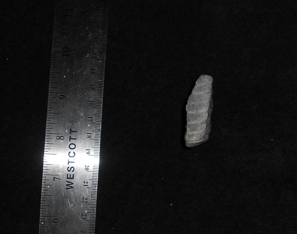 Can Someone Help Me Identify This? - Fossil ID - The Fossil Forum