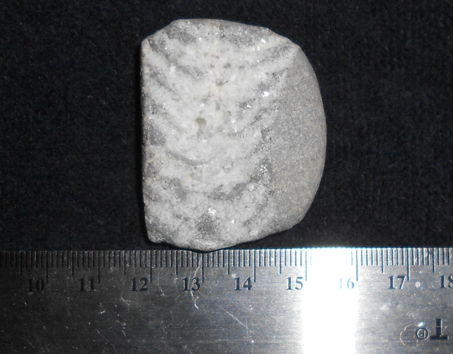 Can Someone Help Me Identify This? - Fossil ID - The Fossil Forum
