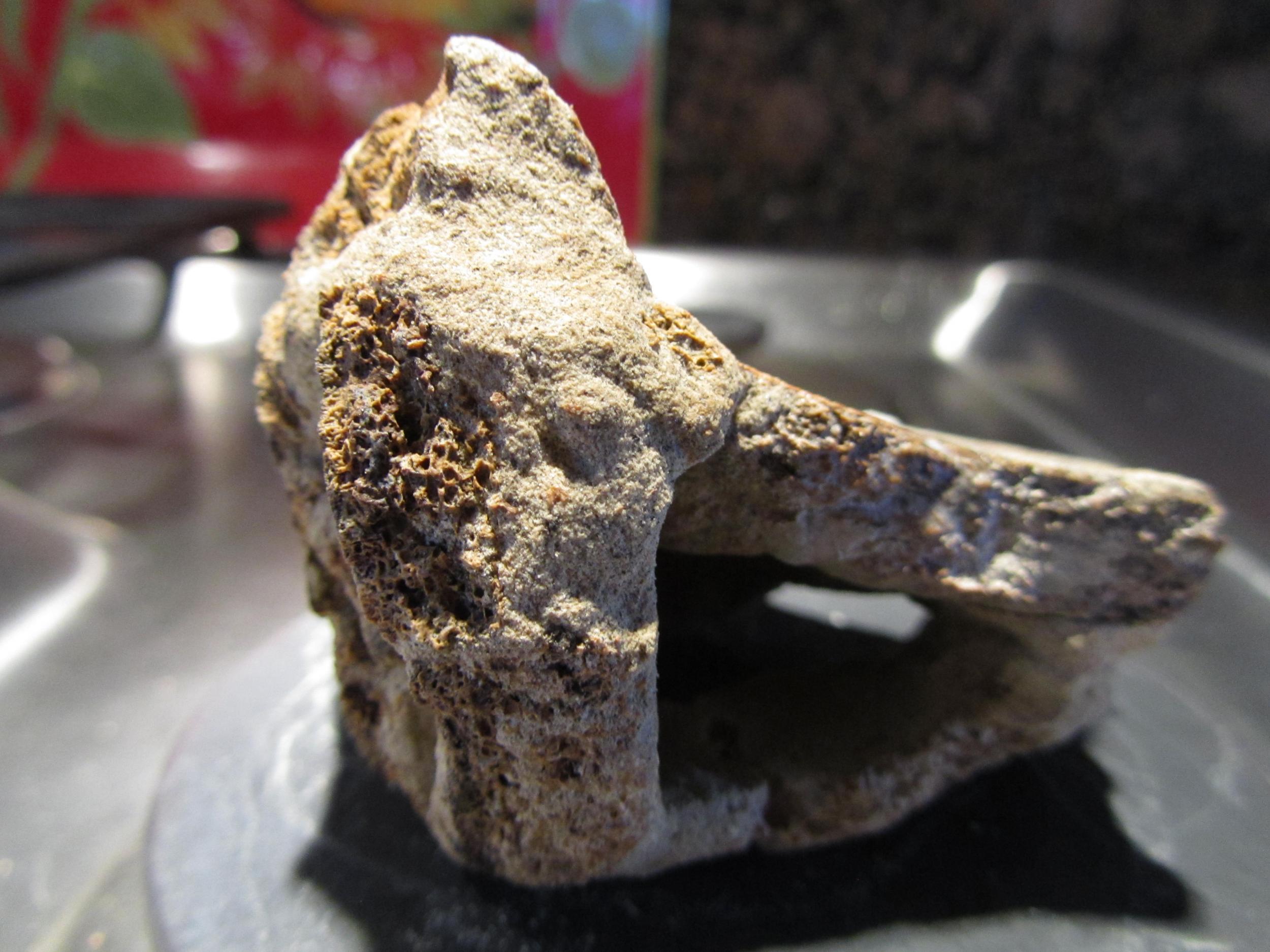 Odd Fossil In Oceanside Ca - Fossil ID - The Fossil Forum