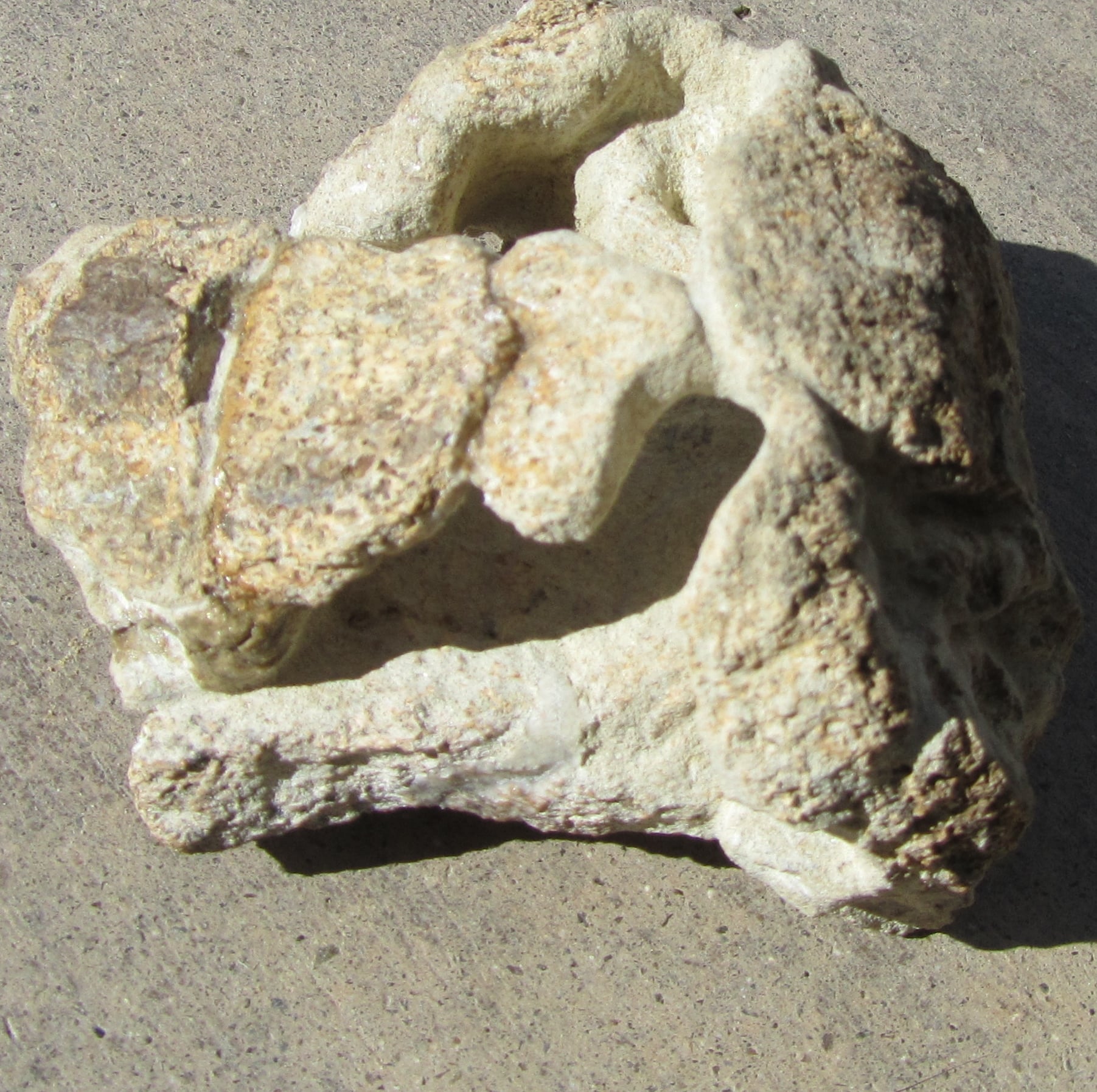 Odd Fossil In Oceanside Ca - Fossil ID - The Fossil Forum