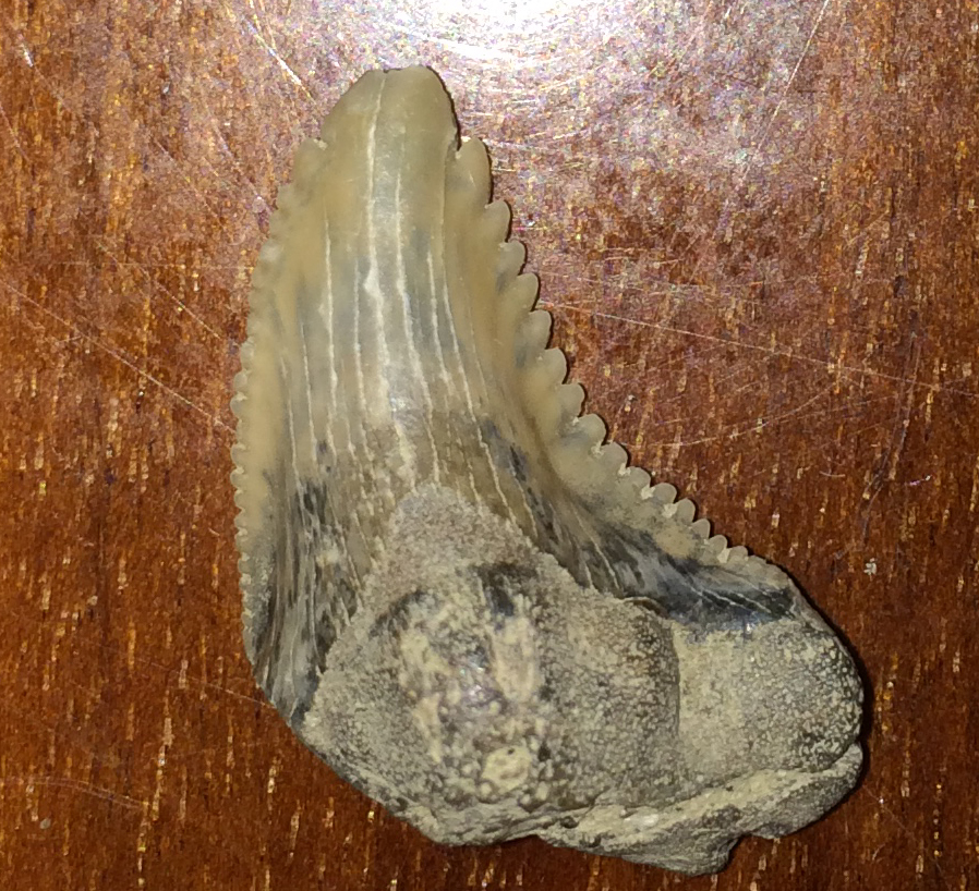 Another Small Meg Or? - Fossil ID - The Fossil Forum