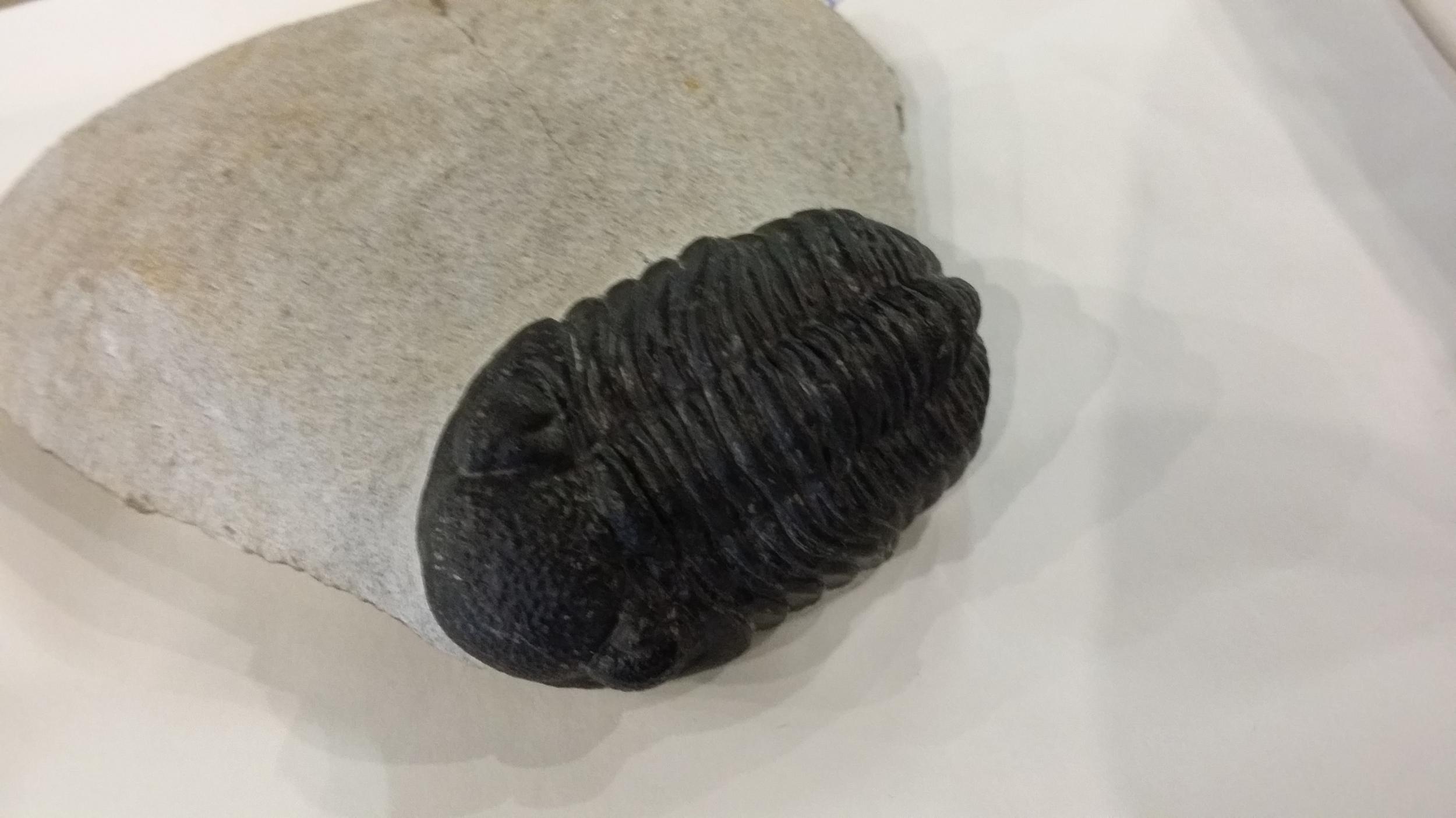 My First Fossil - Fossil ID - The Fossil Forum