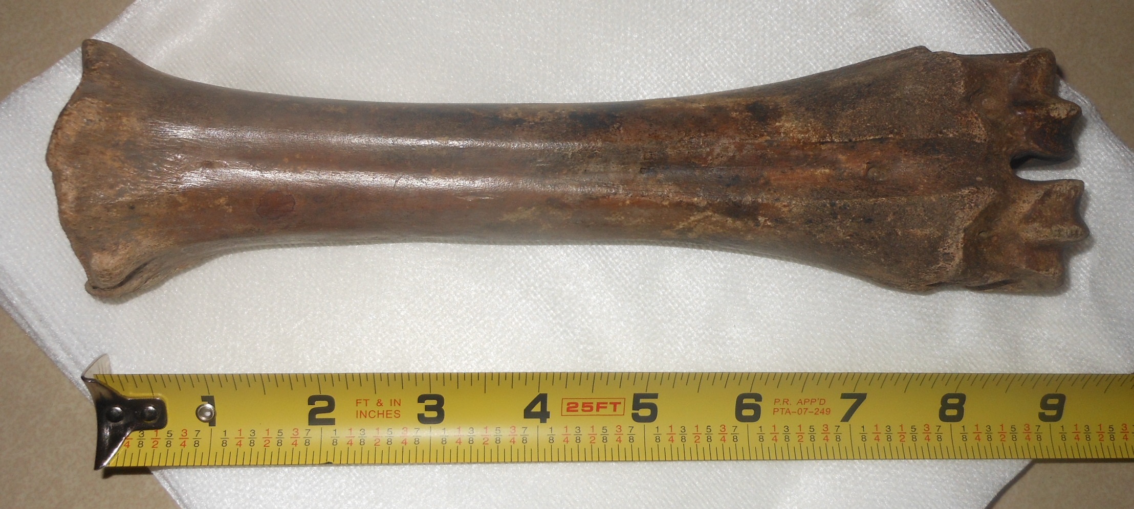 Bison Leg Bone? - Fossil ID - The Fossil Forum