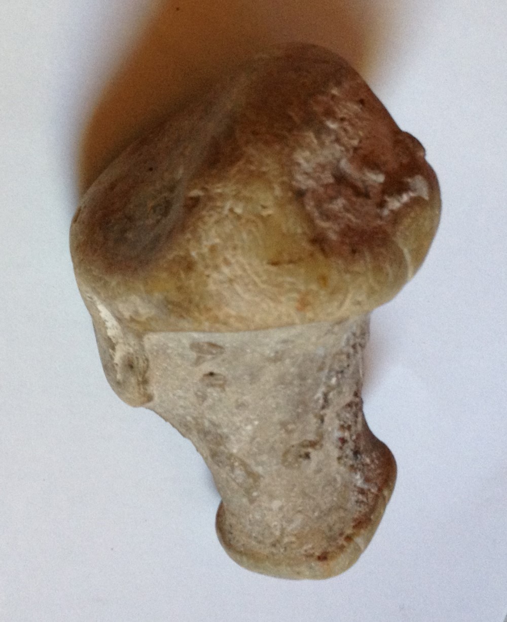 Fossilized Dinosaur Joint Bone Id Needed - Fossil ID - The Fossil Forum