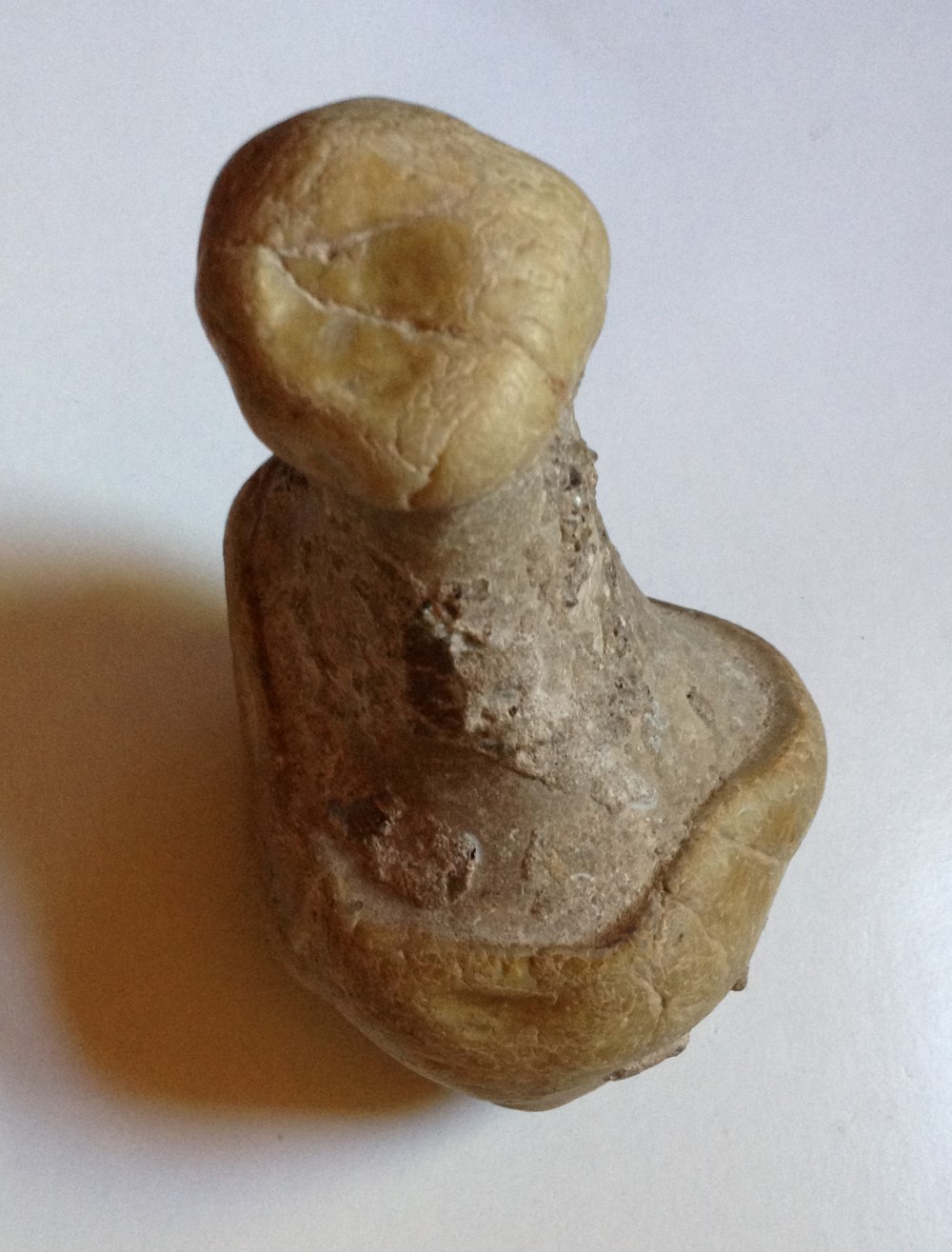 Fossilized Dinosaur Joint Bone Id Needed - Fossil ID - The Fossil Forum