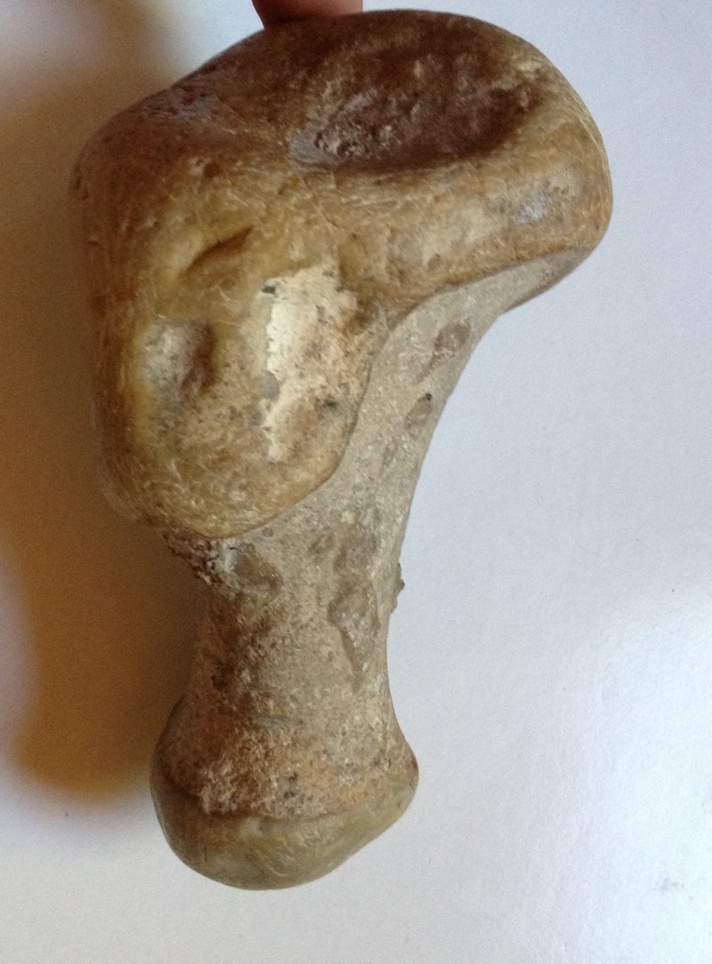 Fossilized Dinosaur Joint Bone Id Needed - Fossil ID - The Fossil Forum