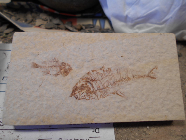 This Year's Addition To My Baby Eurypterid Collection - Fossil Hunting ...