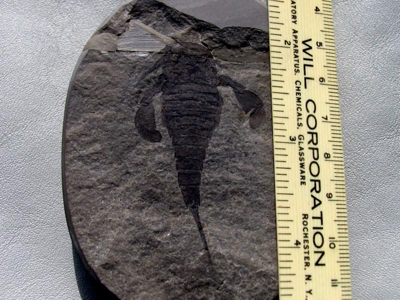 This Year's Addition To My Baby Eurypterid Collection - Fossil Hunting ...
