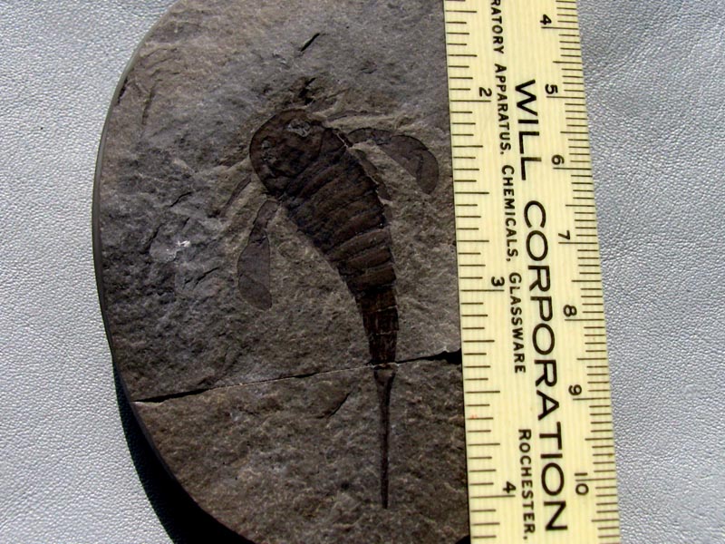 This Year's Addition To My Baby Eurypterid Collection - Fossil Hunting ...