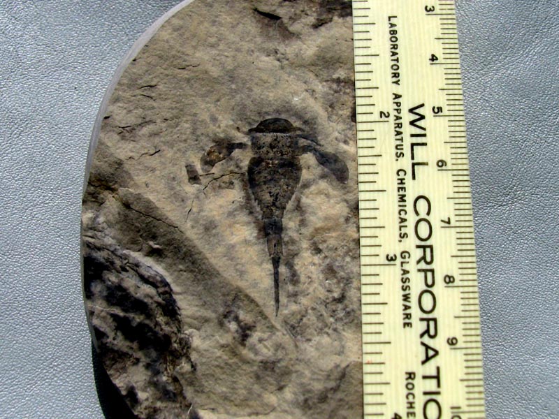 This Year's Addition To My Baby Eurypterid Collection - Fossil Hunting ...
