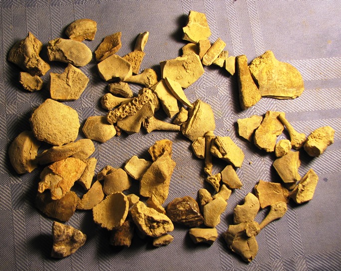 Cen. Tex. New Location Crinoid Cups & Other - Fossil Hunting Trips ...