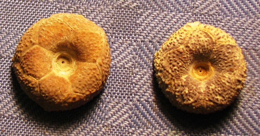 Cen. Tex. New Location Crinoid Cups & Other - Fossil Hunting Trips ...