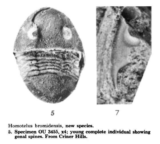 Ordovician Trilobite Microfossil - Fossil ID - The Fossil Forum