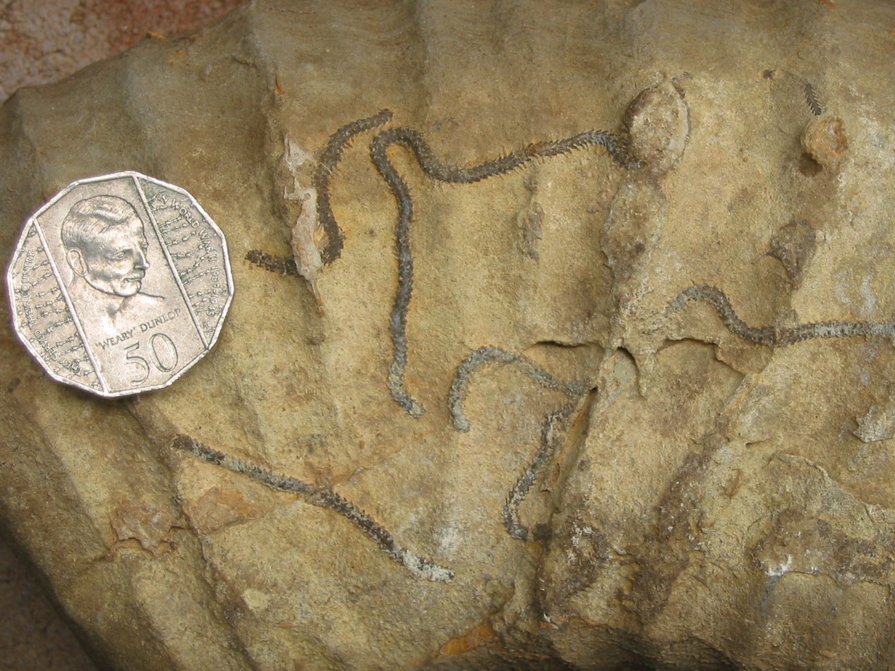 Ammonite Fish - Questions & Answers - The Fossil Forum