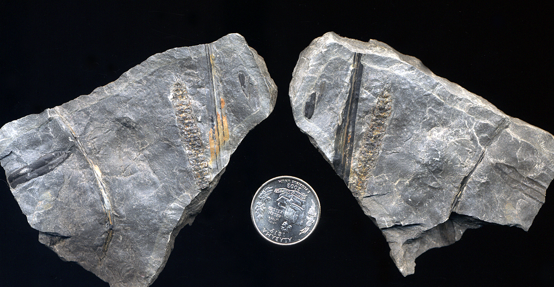 Short, Quick Trip To Fossil Site - Fossil Hunting Trips - The Fossil Forum