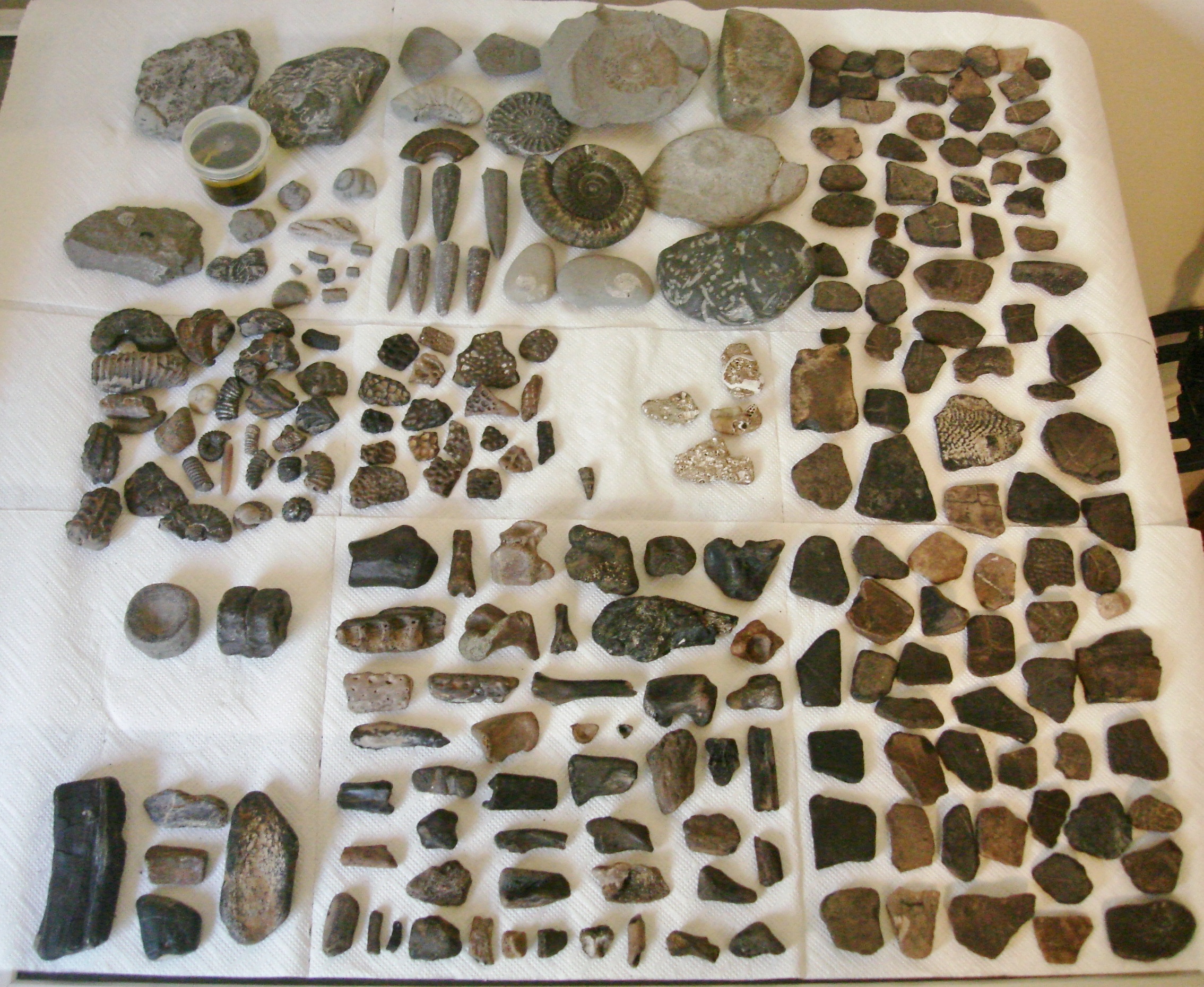 Nathan's Fossil Collection - Member Collections - The Fossil Forum