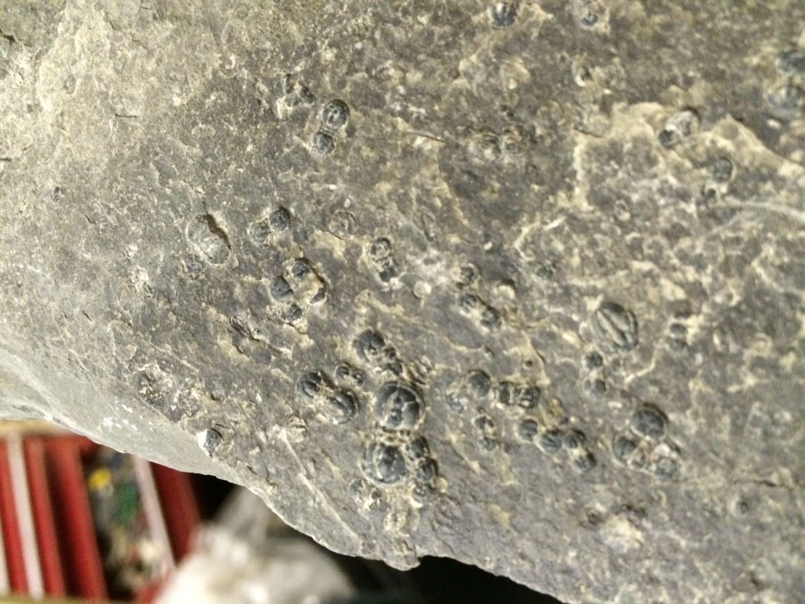 Best "budget" Fossils? - Questions & Answers - The Fossil Forum