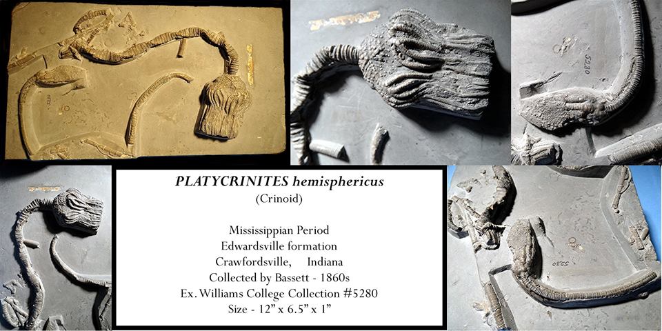 Historical Fossil - Member Collections - The Fossil Forum