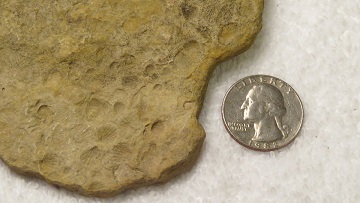 White Oak Mountain Fossils - Fossil Hunting Trips - The Fossil Forum