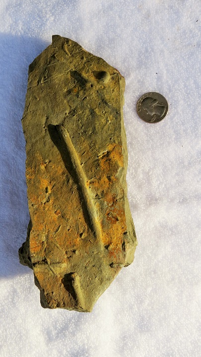 White Oak Mountain Fossils - Fossil Hunting Trips - The Fossil Forum