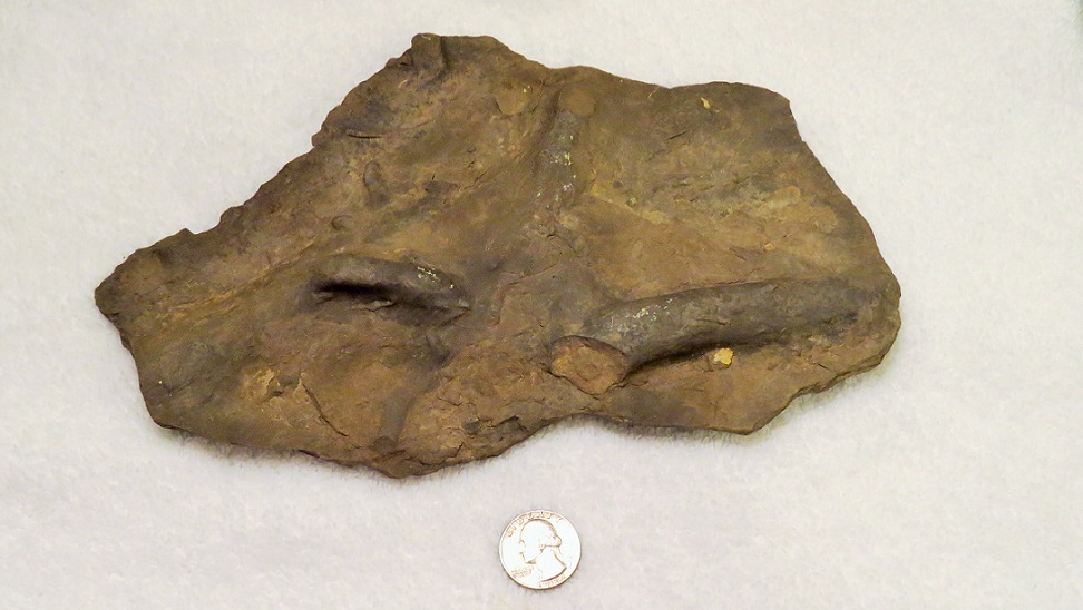White Oak Mountain Fossils - Fossil Hunting Trips - The Fossil Forum