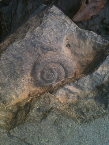 White Oak Mountain Fossils - Fossil Hunting Trips - The Fossil Forum
