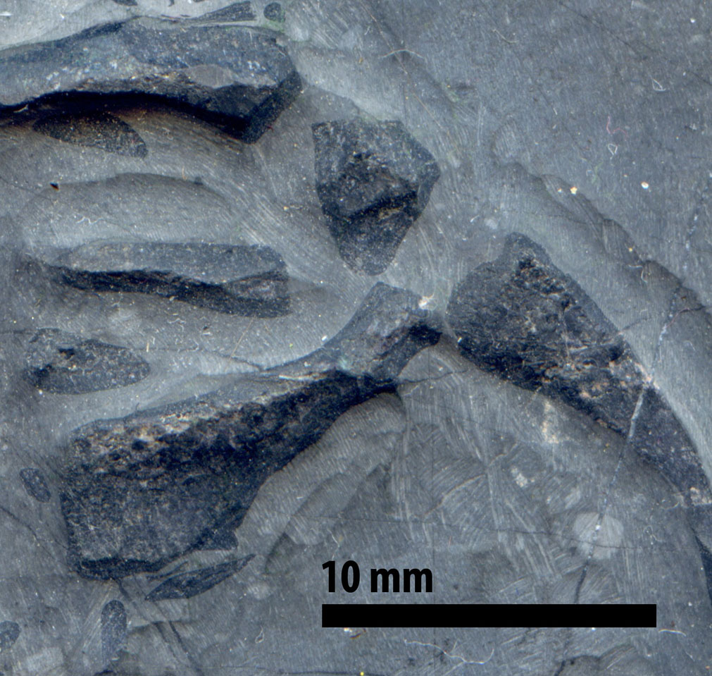 Keichousaurus - General Fossil Discussion - The Fossil Forum