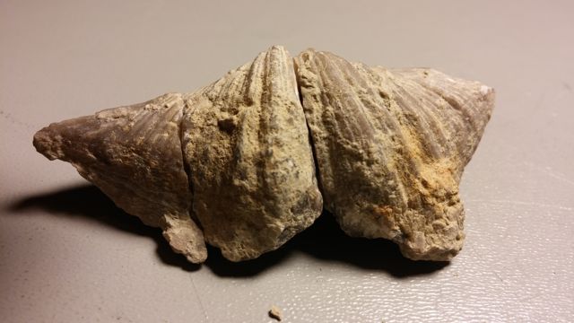 Crystallized fossils - General Fossil Discussion - The Fossil Forum