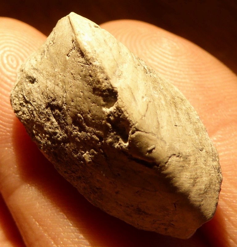 Unusual Goodland Formation bivalve from Texas - General Fossil ...