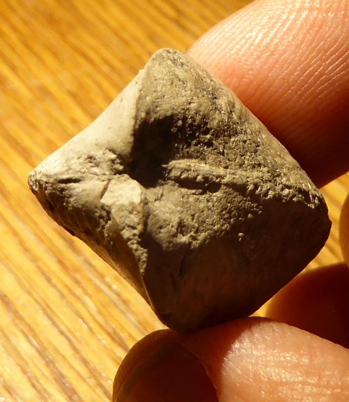 Unusual Goodland Formation bivalve from Texas - General Fossil ...