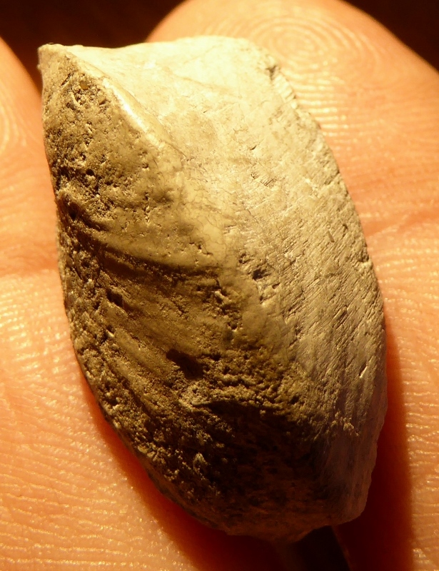 Unusual Goodland Formation bivalve from Texas - General Fossil ...