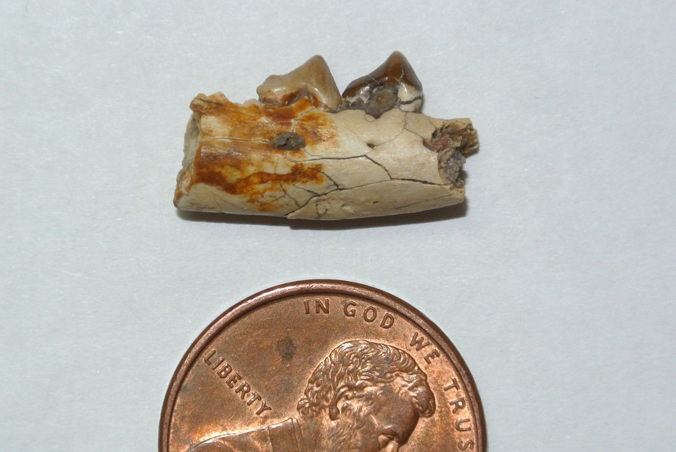 very small jaw - Fossil ID - The Fossil Forum