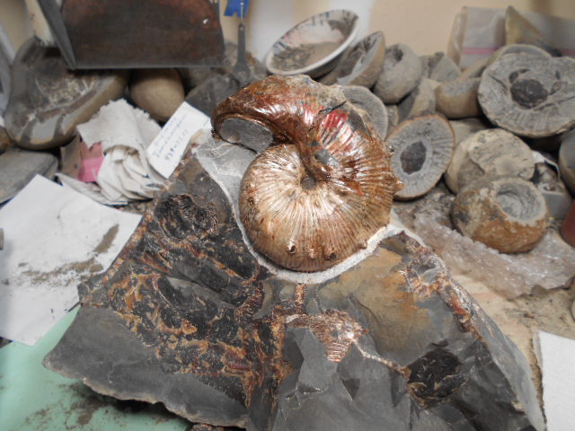 Wow! - Fossil Preparation - The Fossil Forum