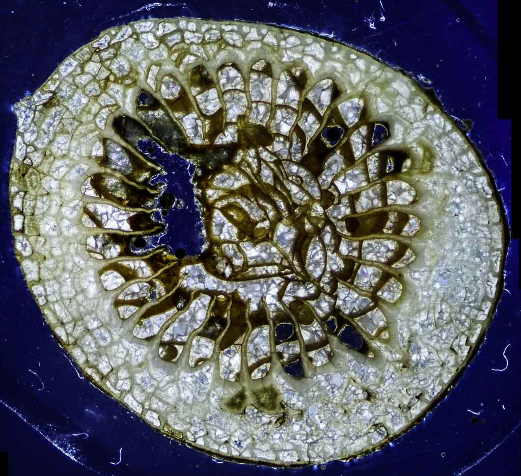Carboniferous rugose coral Dibunophyllum - Micro-paleontology - The ...