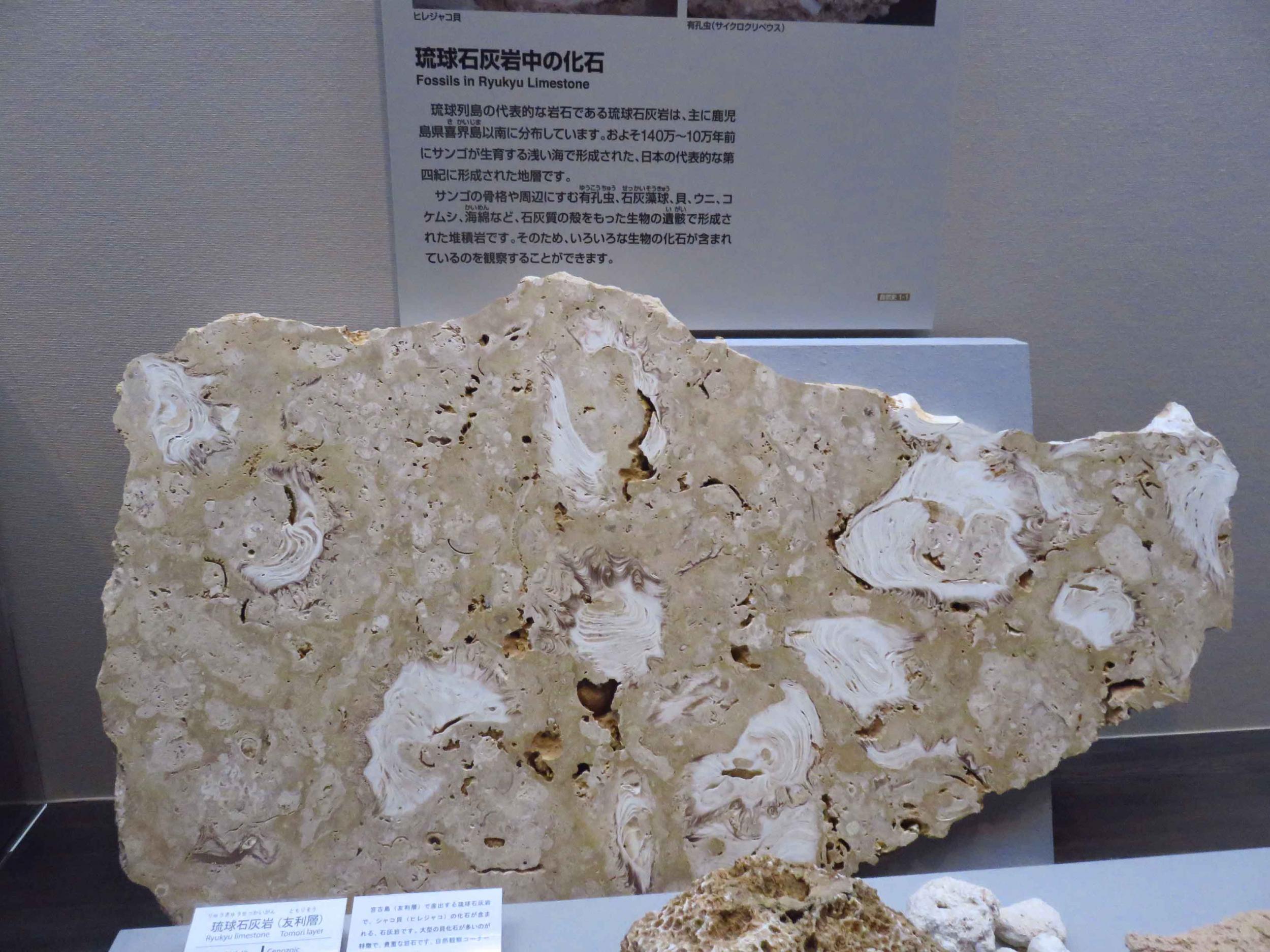 Some fossils from Okinawa Prefectural Museum, Japan - General Fossil ...
