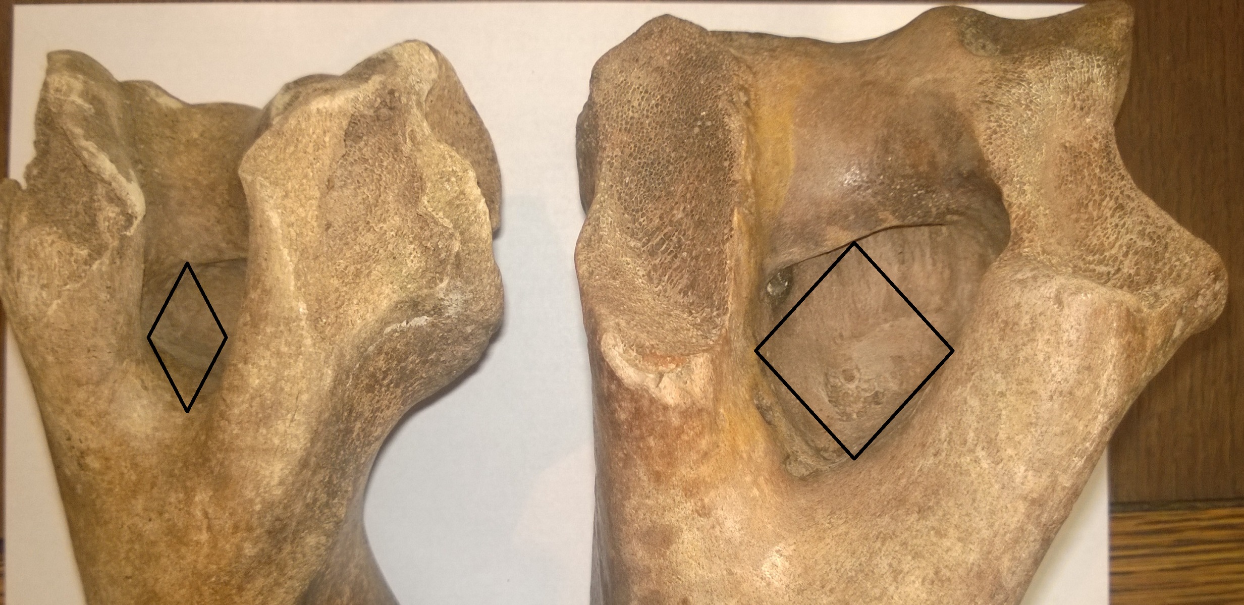 Camelops? - Fossil ID - The Fossil Forum
