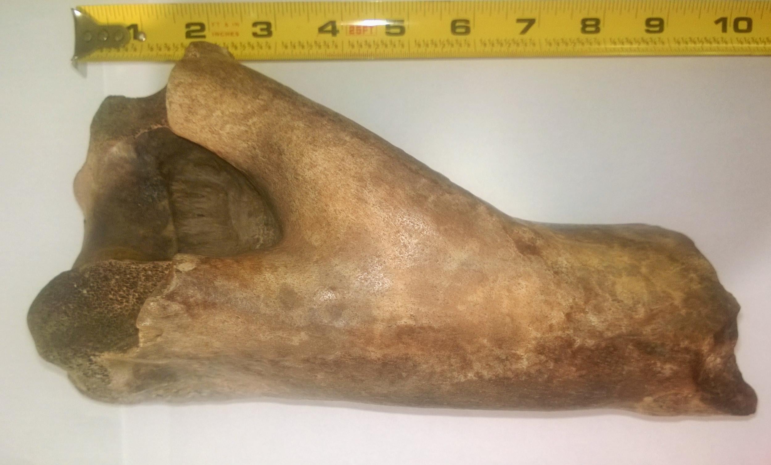 Camelops? - Fossil ID - The Fossil Forum