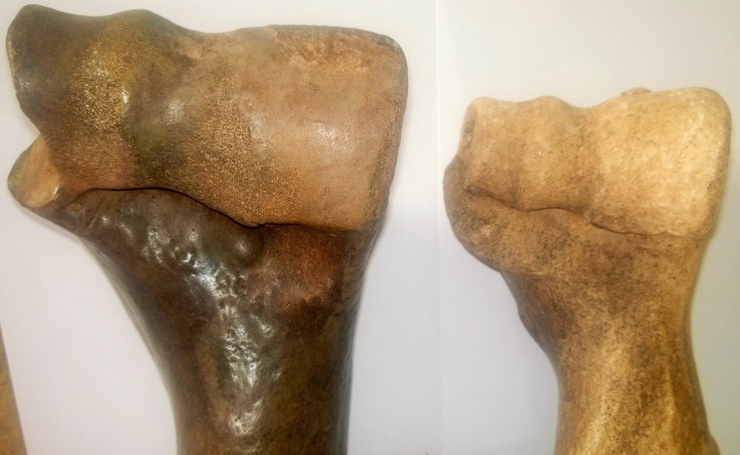Camelops? - Fossil ID - The Fossil Forum
