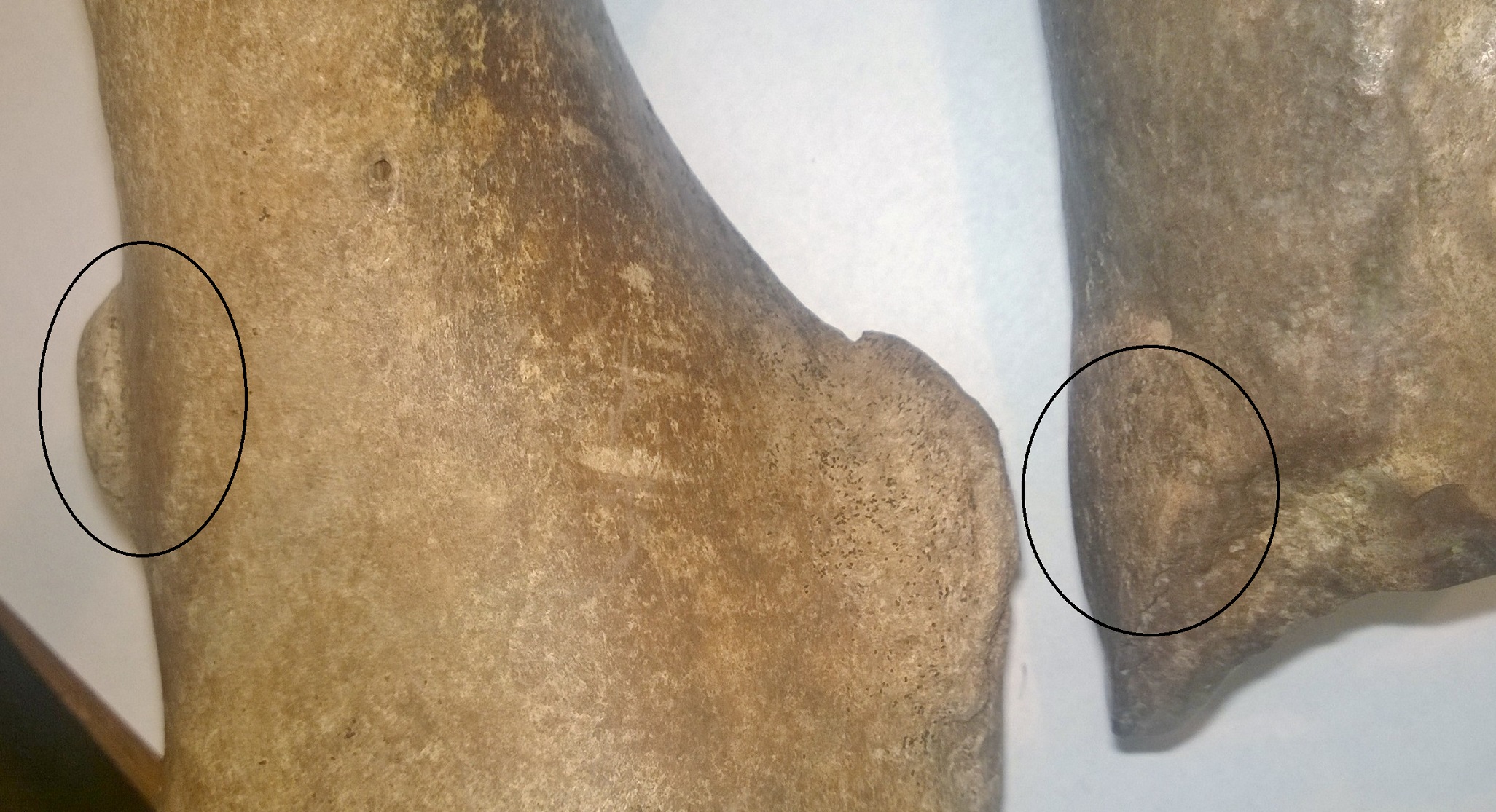 Camelops? - Fossil ID - The Fossil Forum