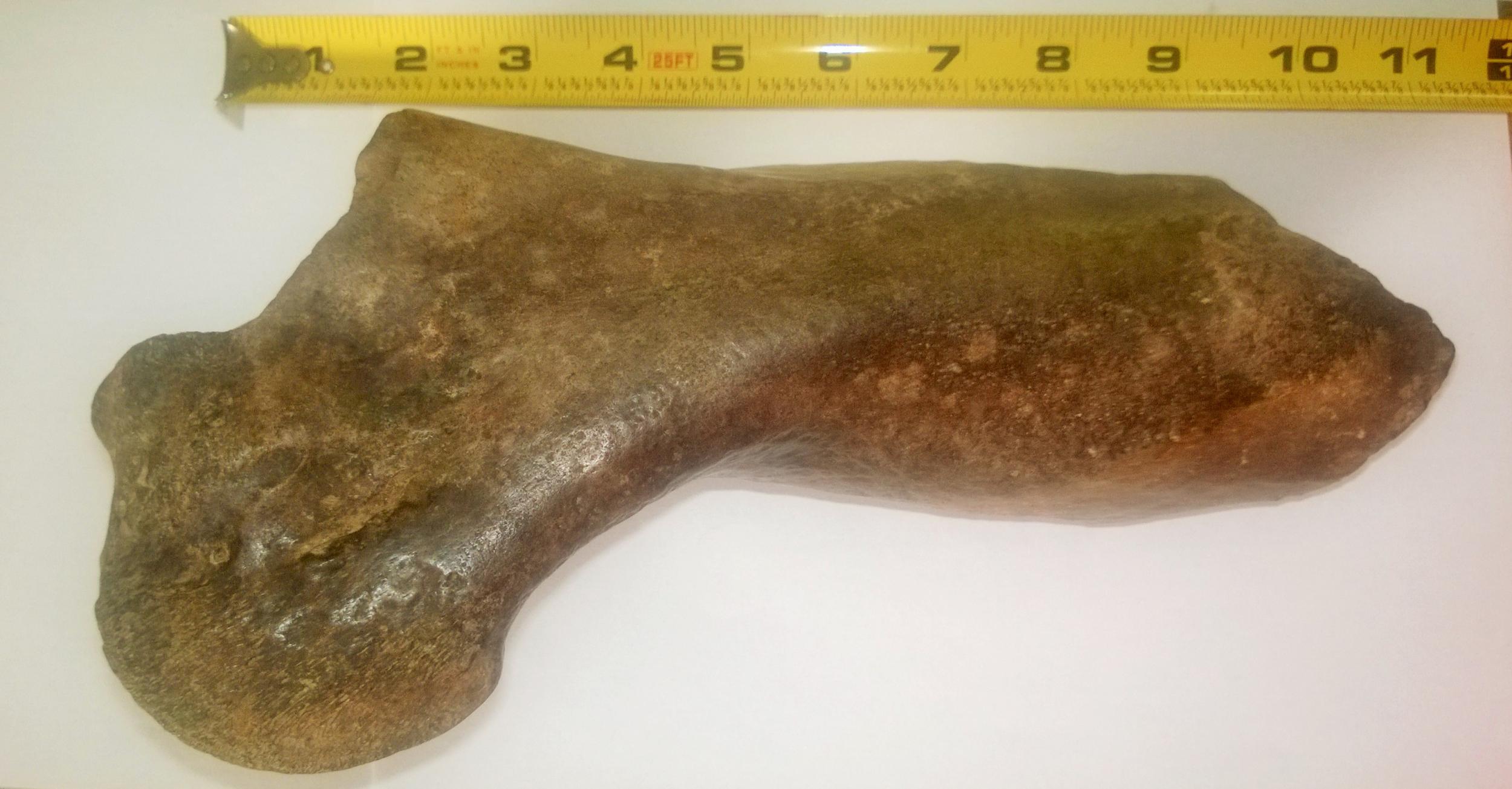Camelops? - Fossil ID - The Fossil Forum