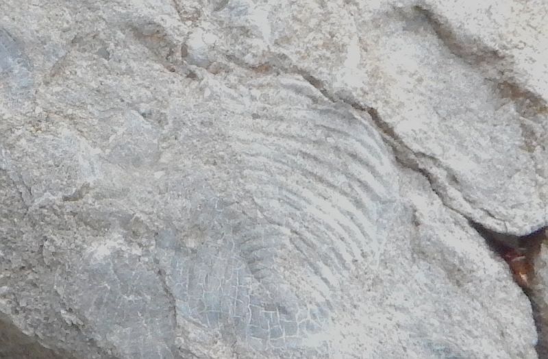 NY Trilobite from the Coeymans Formation - Fossil ID - The Fossil Forum