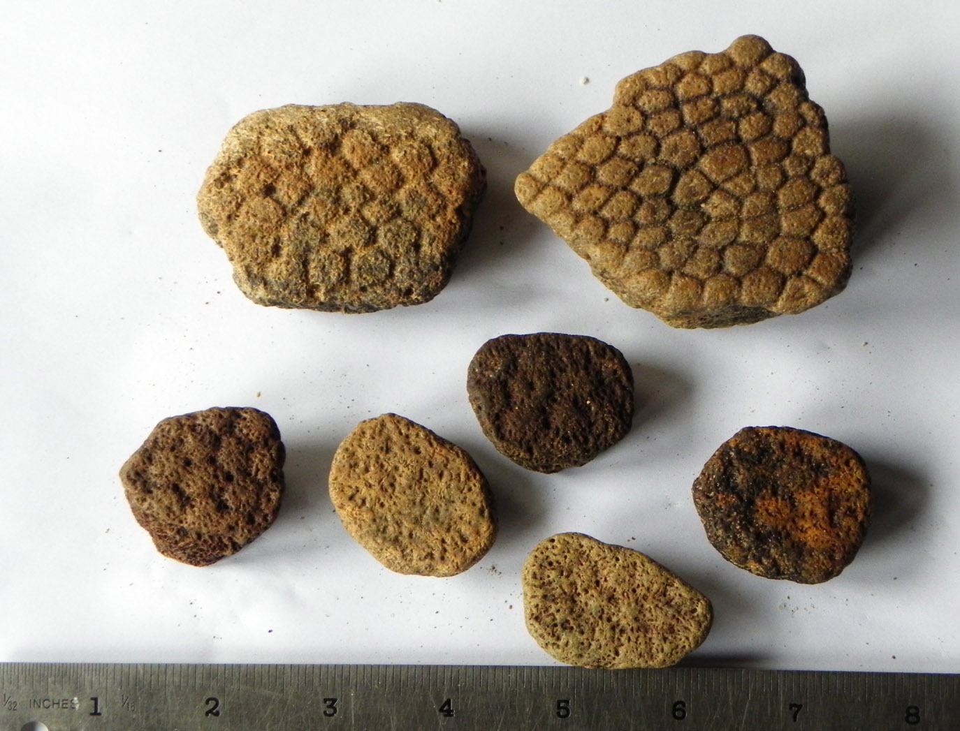 Panochtus shell fragments - Member Collections - The Fossil Forum
