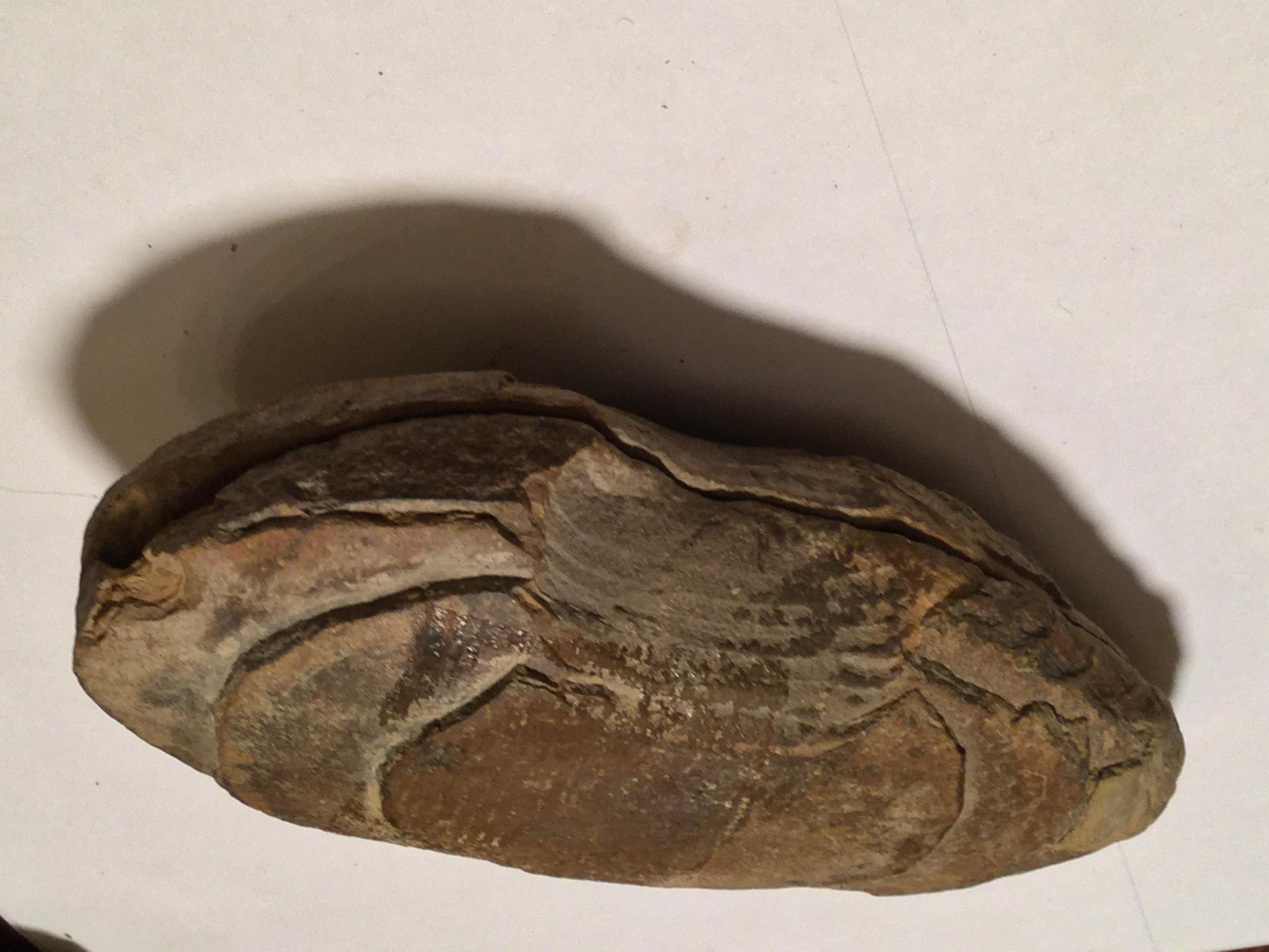 Fish? - Fossil ID - The Fossil Forum