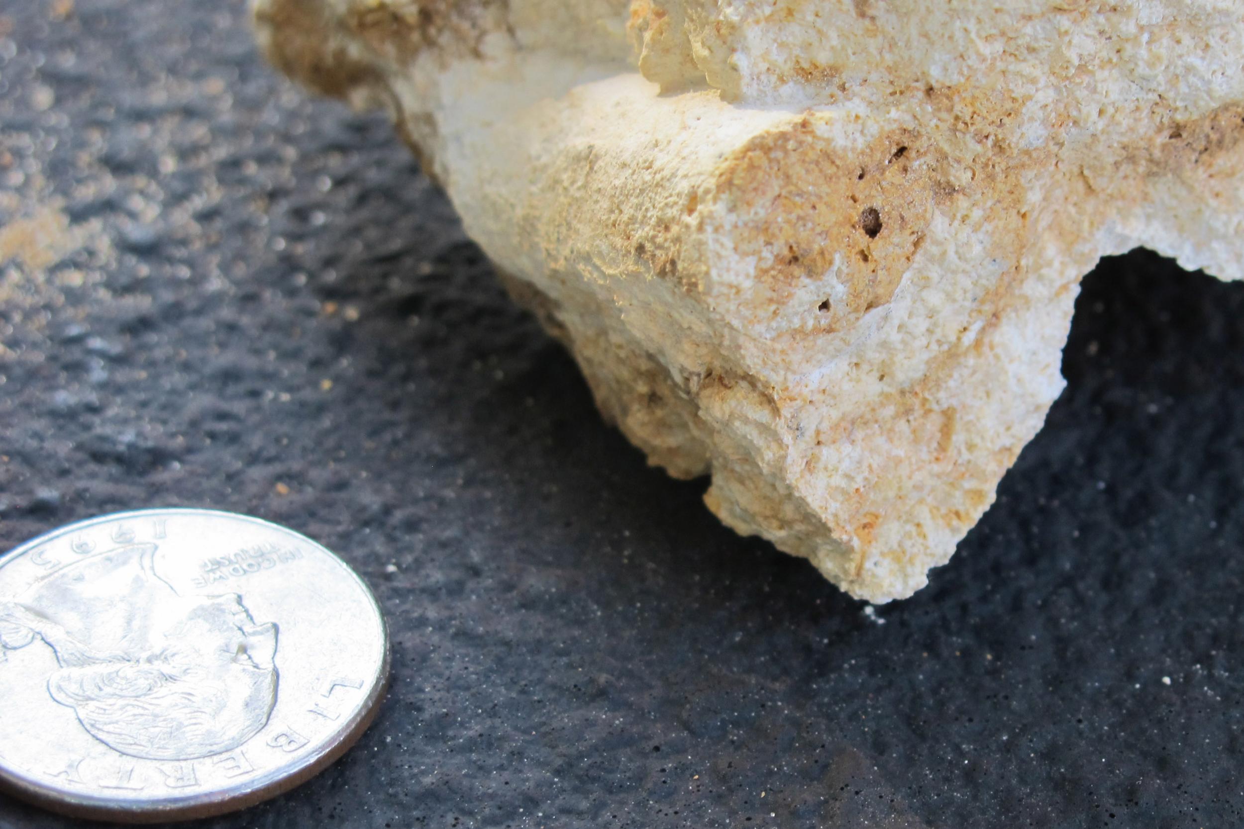 Georgia Fossil - Cylinder Shaped - Fossil ID - The Fossil Forum
