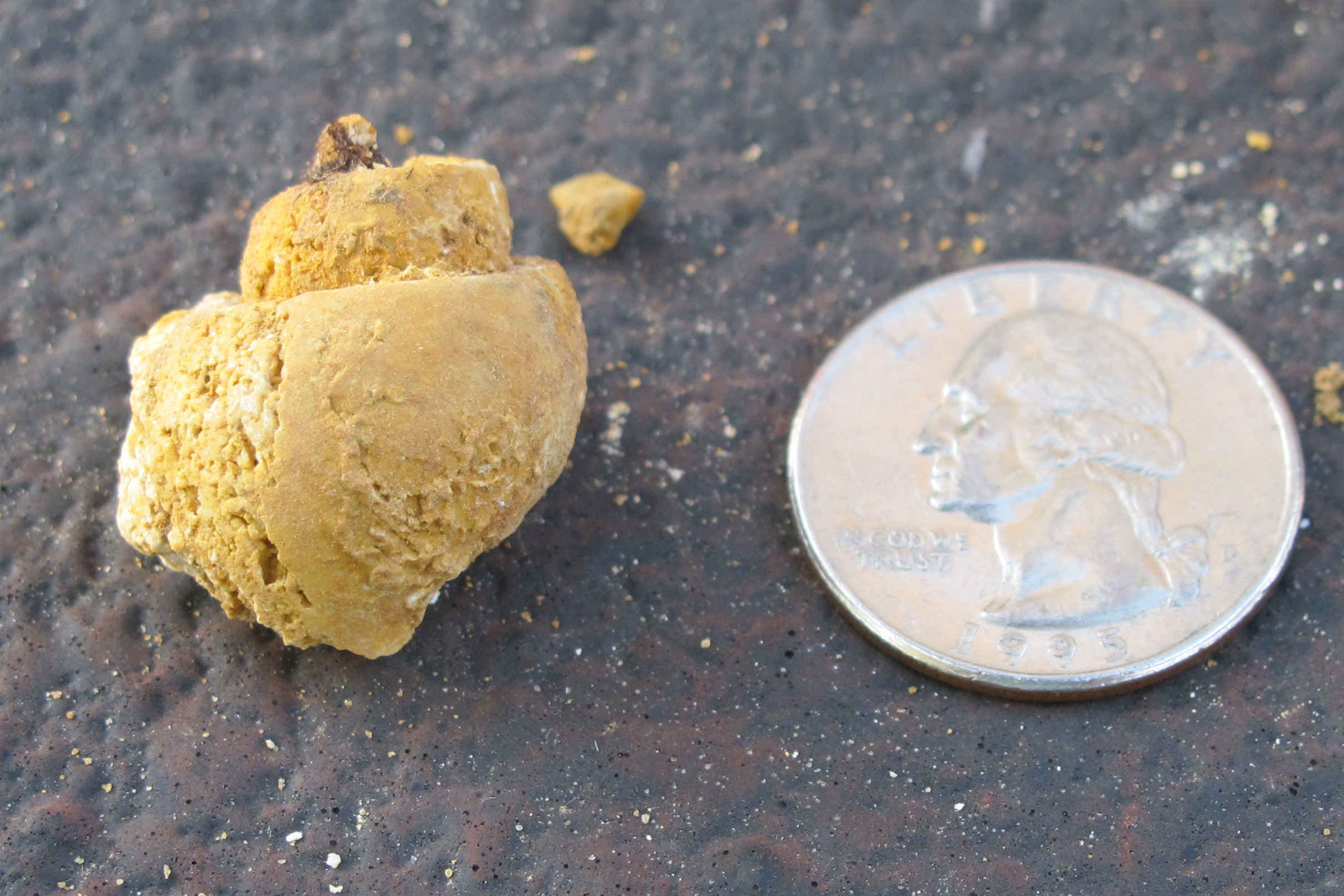 Georgia Fossil - Snail Shell - Fossil ID - The Fossil Forum